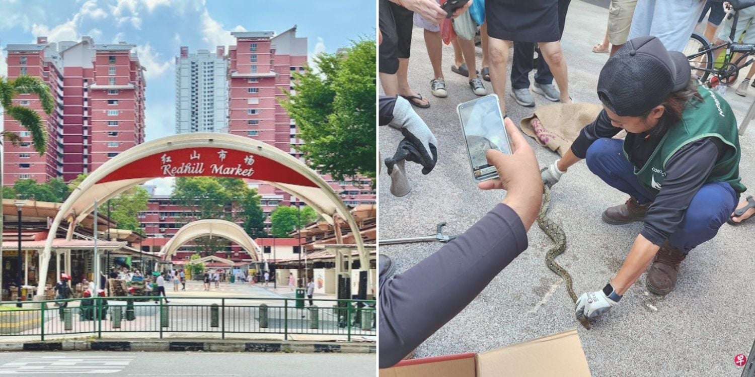 Python slithers into Redhill Market, public captures it using box ...