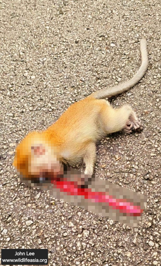 Man attacked by angry monkeys after trying to help baby monkey fatally ...