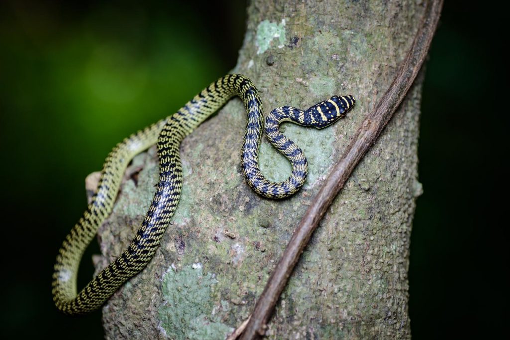 Man in Thailand finds venomous snake frozen inside ice cream