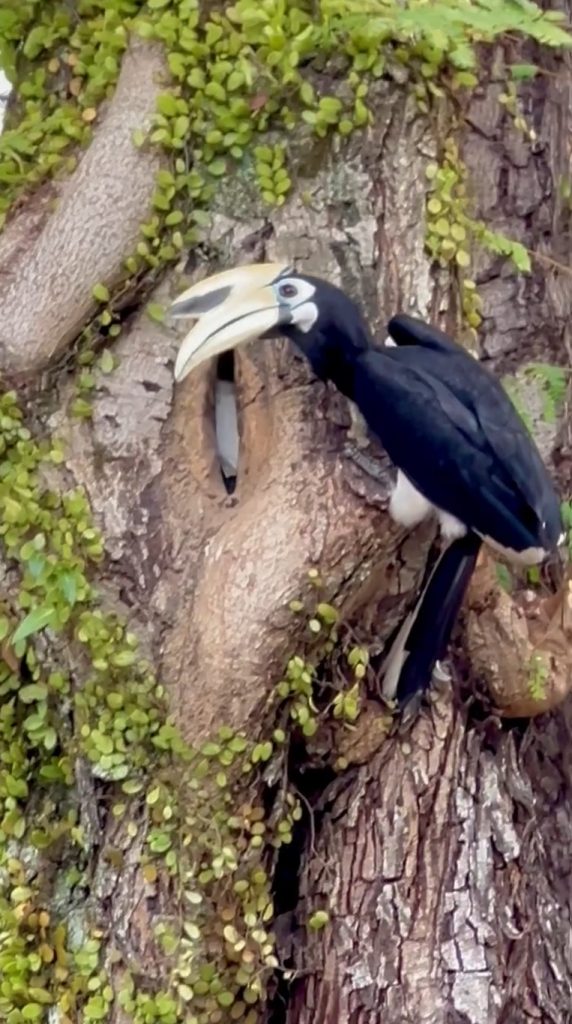 Hornbill dad feeds chicks nesting in Tanglin Halt tree, coughs up dead ...