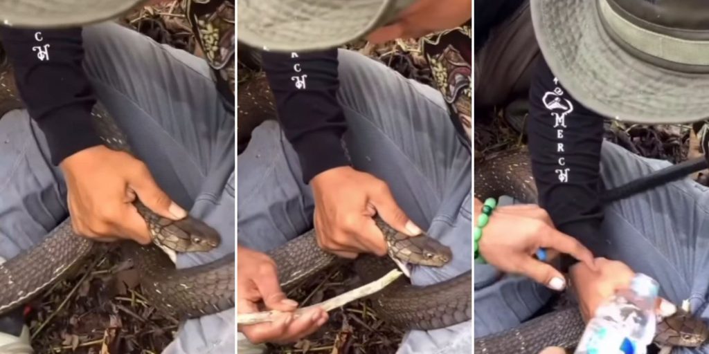 Man in Brazil gets bitten by snake in groin, others helps pry reptile off