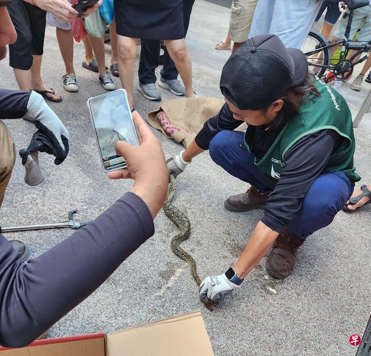 Python slithers into Redhill Market, public captures it using box ...