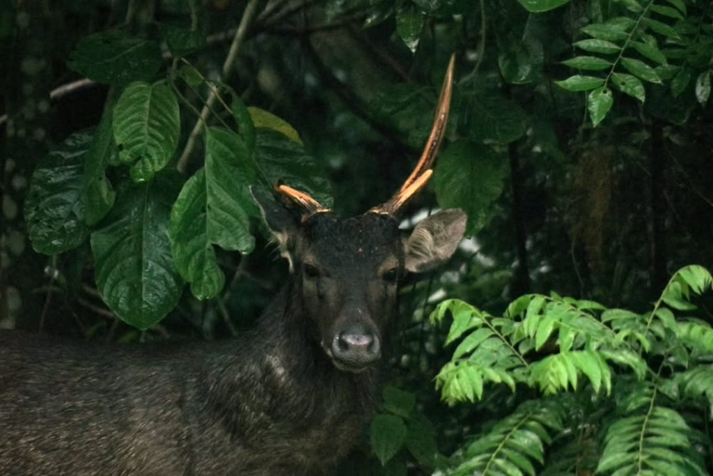 Photographer snaps rare daytime sighting of sambar deer 'couple' at ...