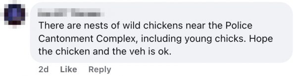 How Ayam Penyet Was Invented Chicken Struck By Car While Jaywalking