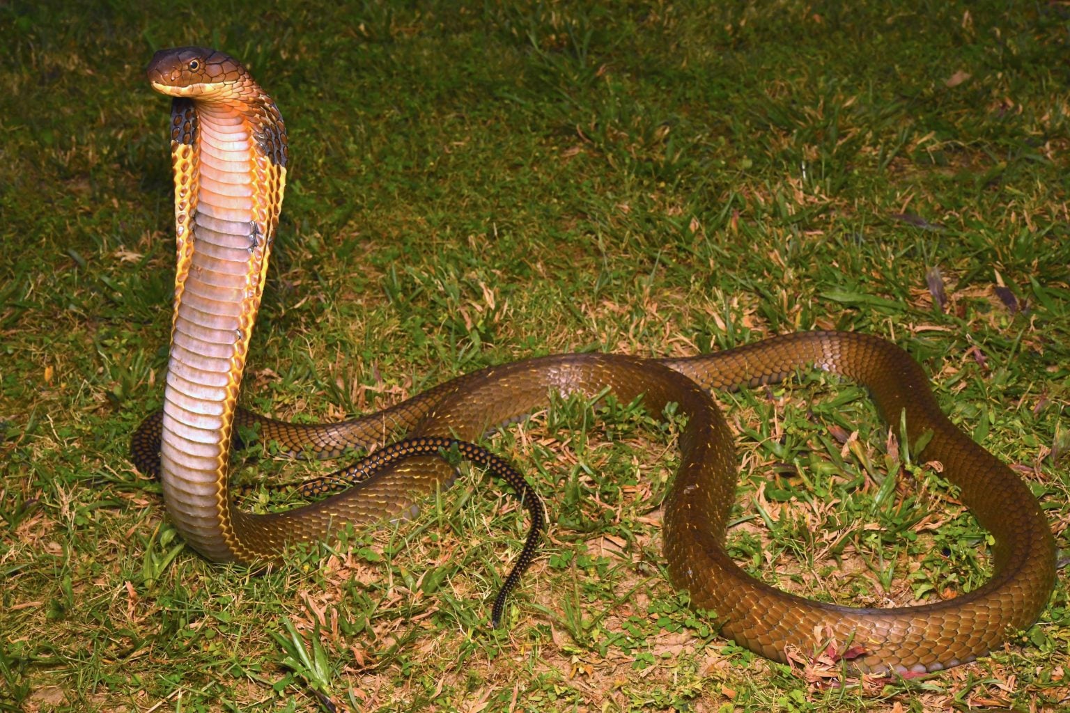 5 of the most venomous snakes in S'pore & should you be scared of them?