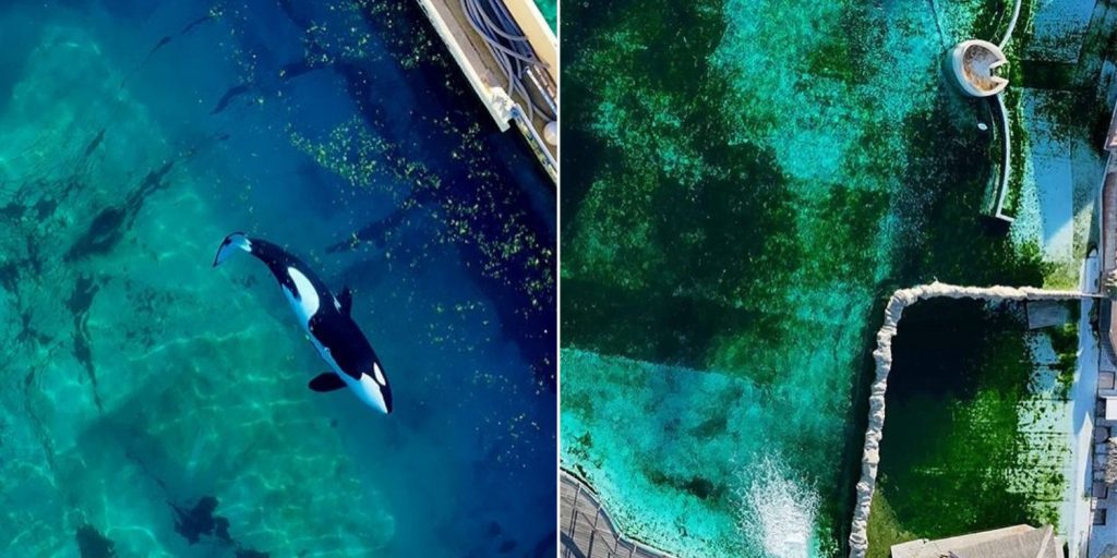 2 captive killer whales abandoned for 4 months after marine park in ...
