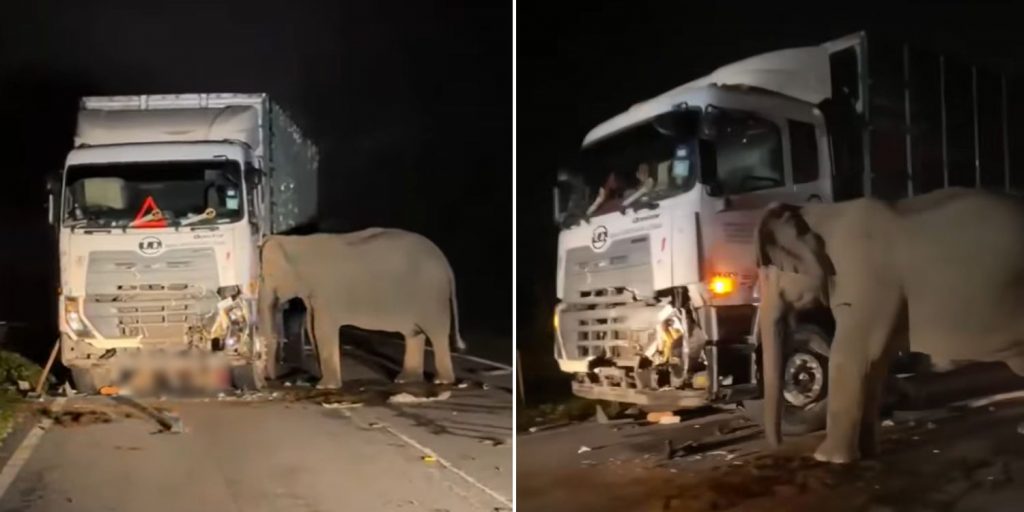 Mother elephant mourns at accident scene after lorry hits & kills her ...