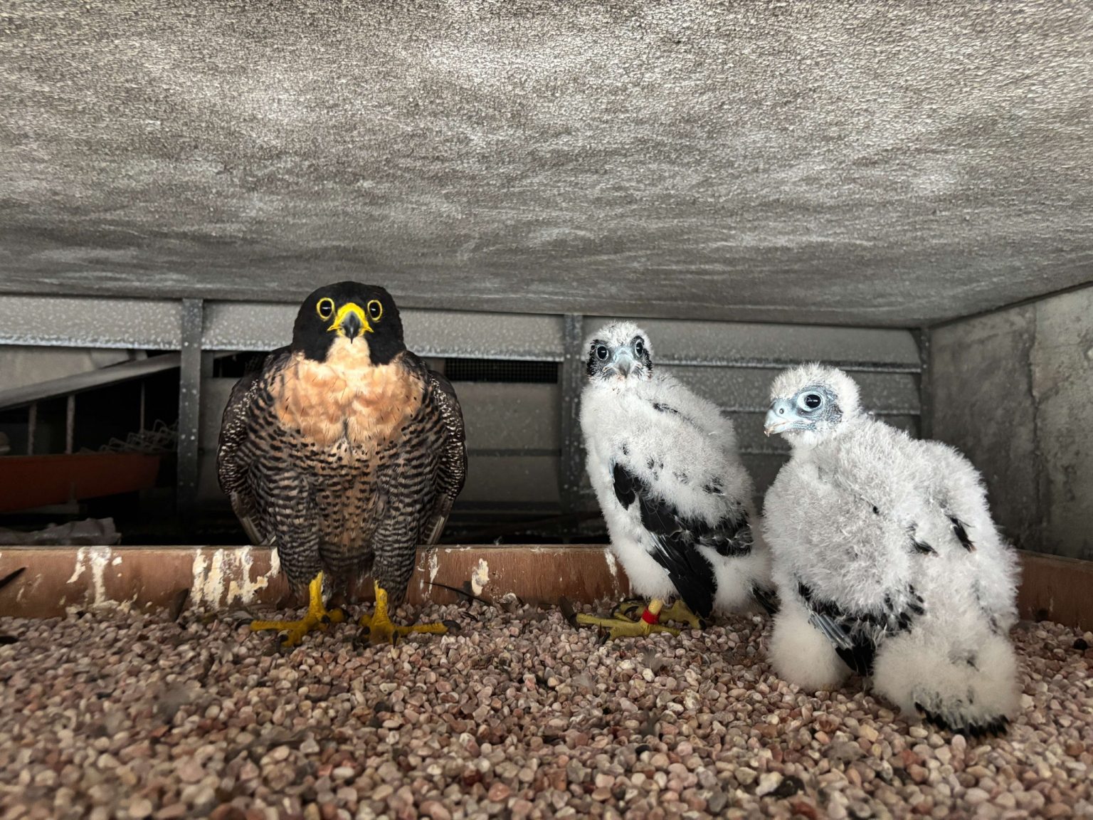 Peregrine falcon pair successfully hatch eggs with help from NParks ...
