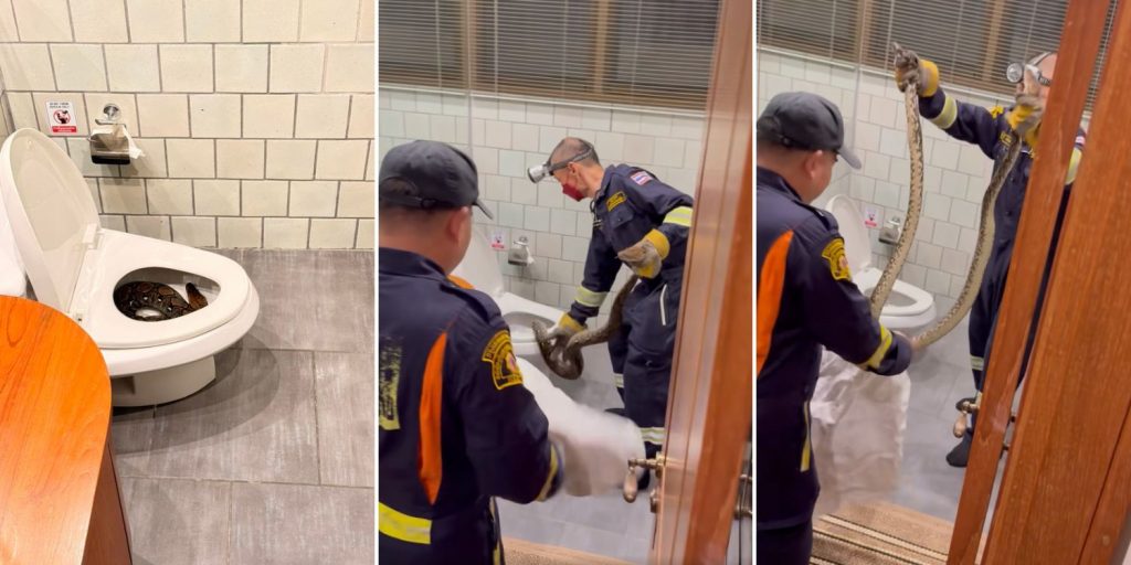 Man in Thailand discovers large python coiled up in toilet, calls ...