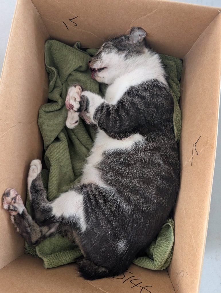 Tampines community cat found dead with blunt force trauma to his head ...