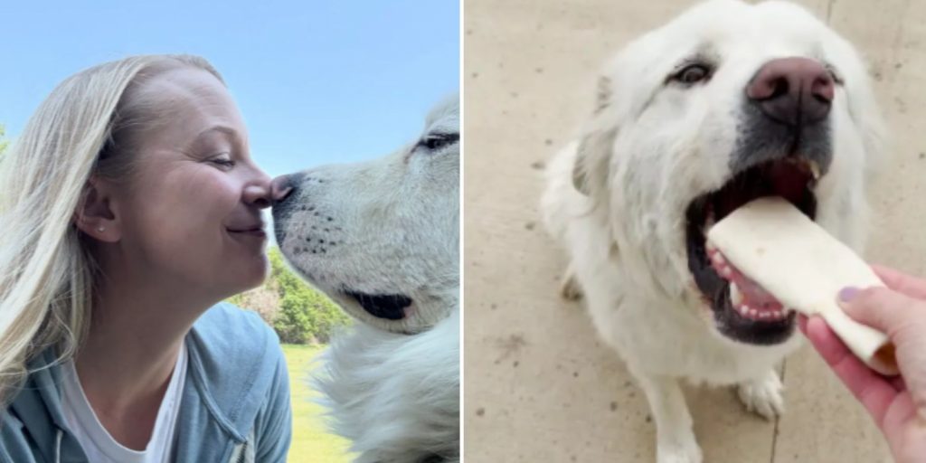 Burrito-loving dog in US travels 8km alone overnight to get snack