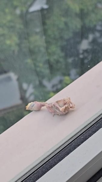 Woman finds dead chick on window ledge of Tampines home, jokingly asks ...