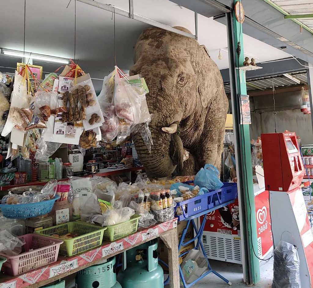 Elephant strolls into Thai grocery store & snacks on sweets, causes S ...