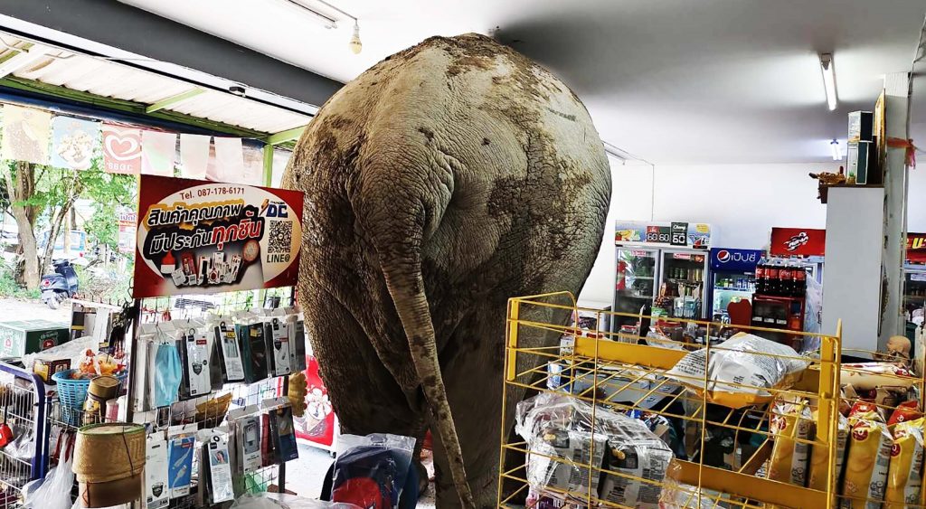 Elephant strolls into Thai grocery store & snacks on sweets, causes S$40 in damage