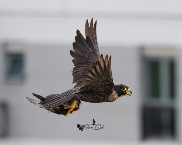 Photographer captures OCBC Centre's peregrine falcon mid-flight ...