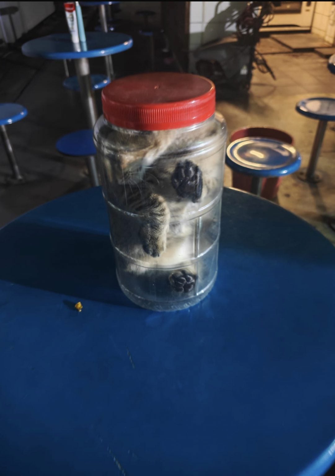 Kitten gets stuffed in container & rolled around in Tuas canteen, stern ...