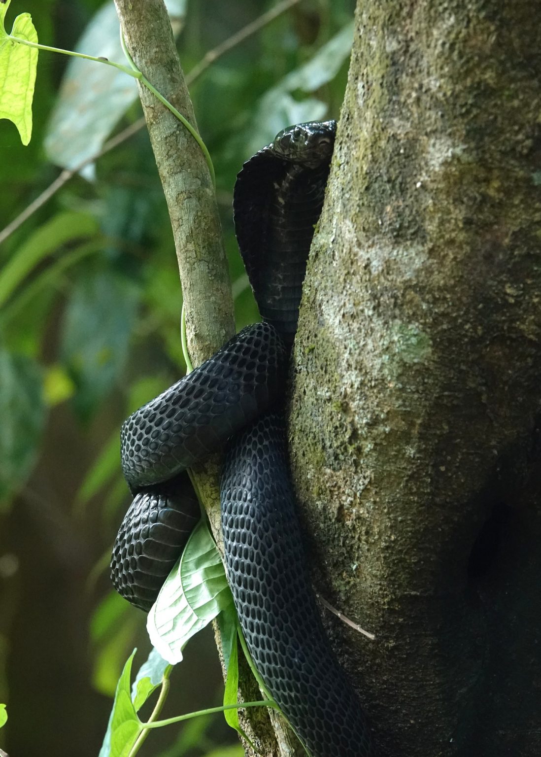 Black spitting cobra spotted coiling on tree next to path, gives ...