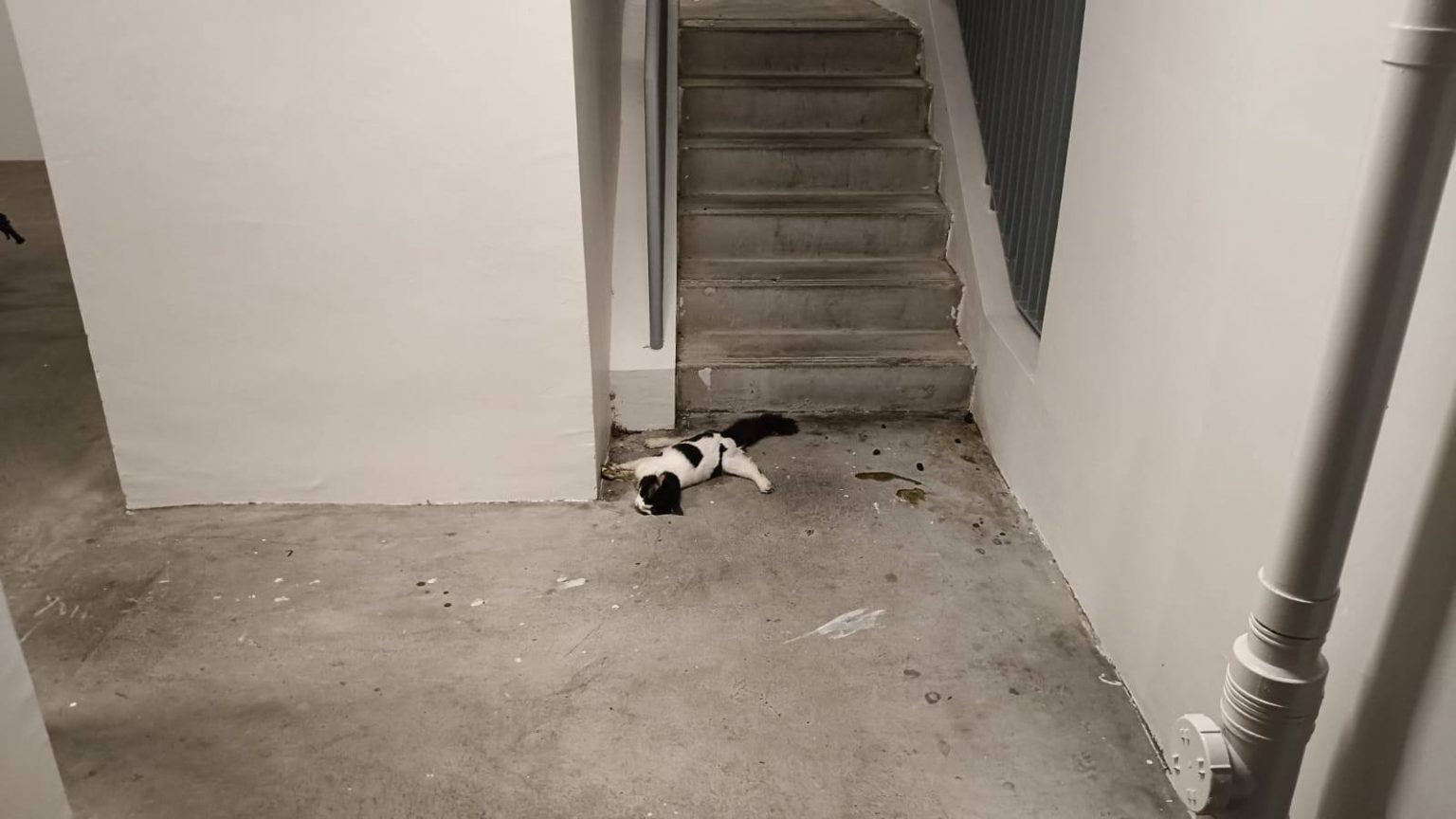Another community cat found dead in Yishun near area where King Kong ...
