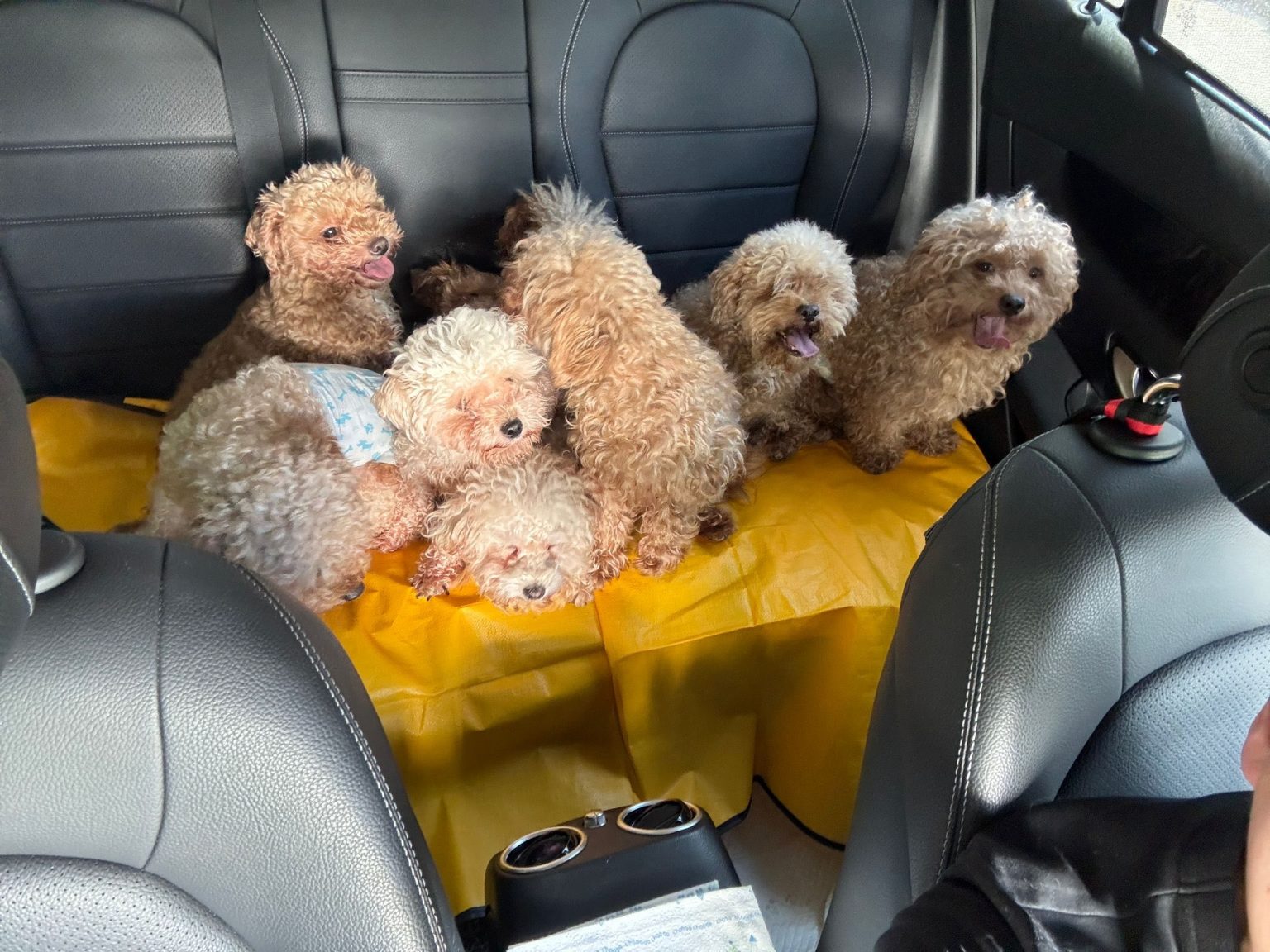 Woman in S'pore facing 82 charges after 79 dogs found inside landed home