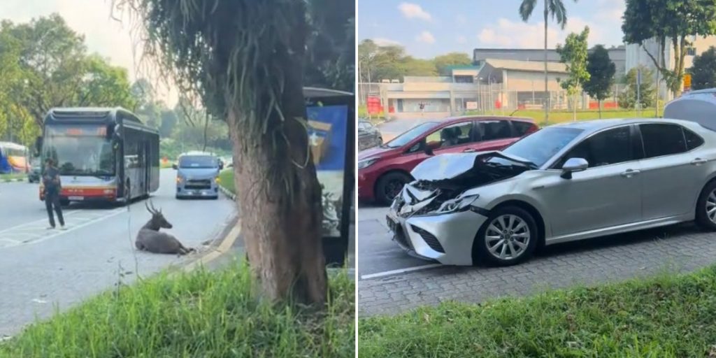 Sambar deer euthanised after suffering severe injuries in accident with ...