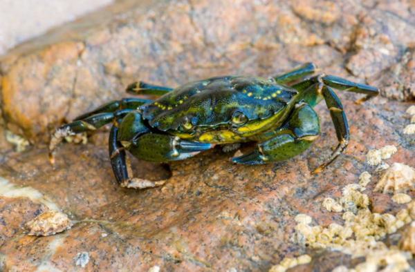 Man in China dies after being pricked by crab, infected with flesh ...