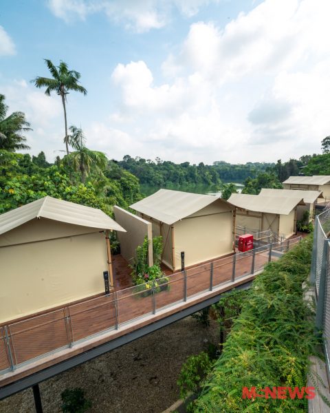 Mandai's new glamping site Colugo Camp open for bookings; you might ...