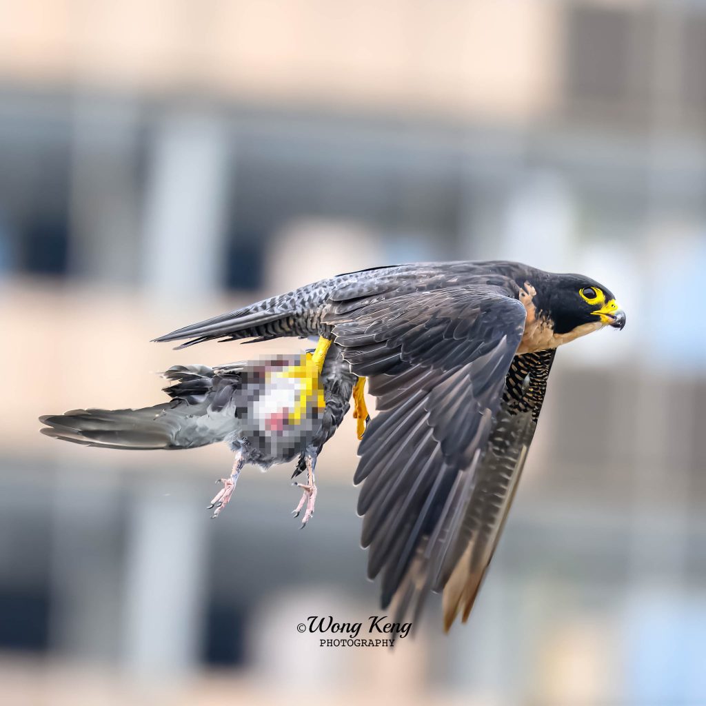 'Battle of the Raptors': Brahminy kite swoops down & fights peregrine ...