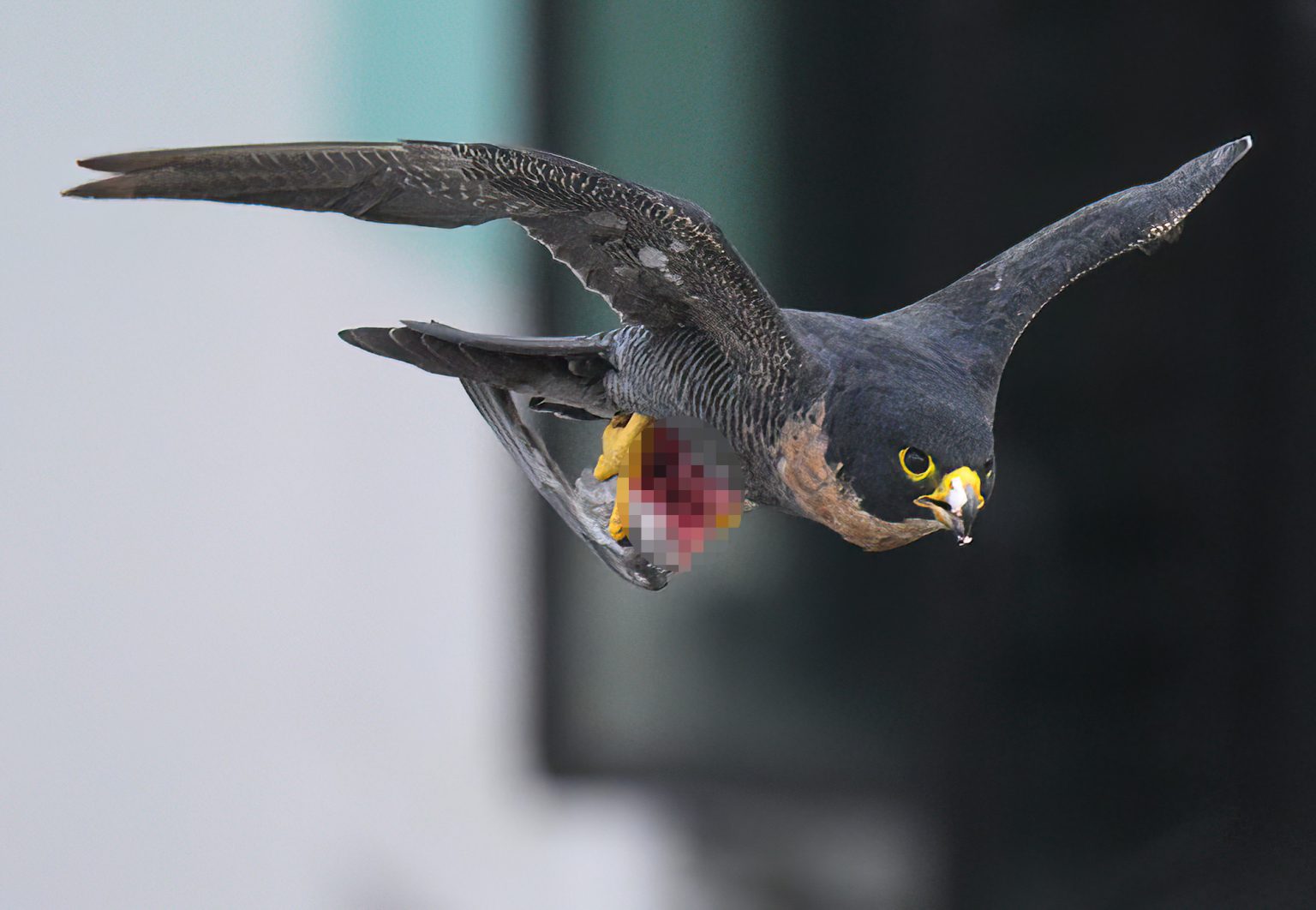 Peregrine falcon parent takes child on training flight in Havelock ...