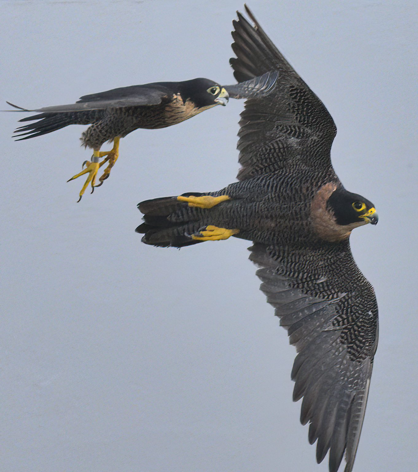 Peregrine falcon parent takes child on training flight in Havelock ...
