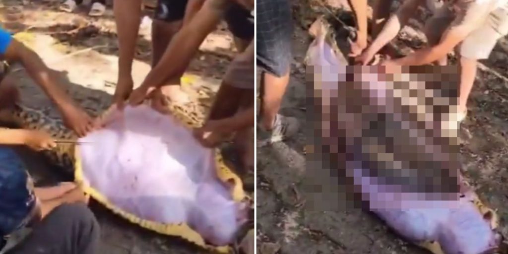 63-year-old man in Indonesia found dead inside 8m python after going missing
