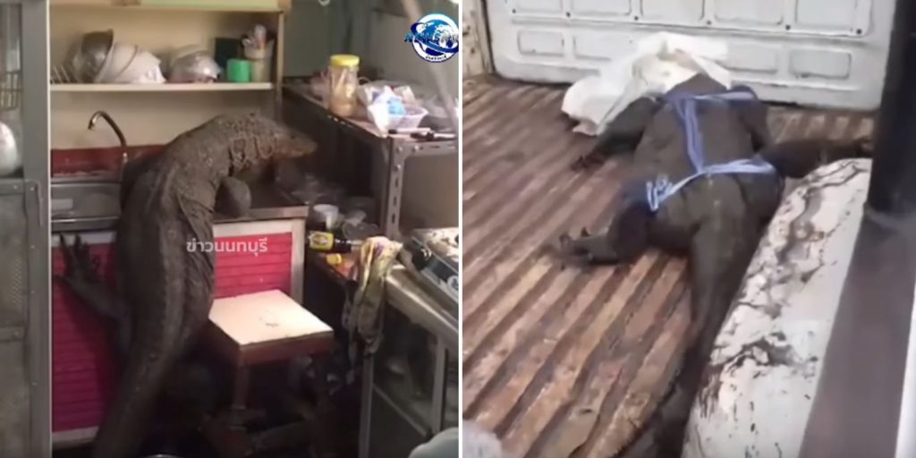 Massive monitor lizard breaks into resident's house in Thailand, caught ...