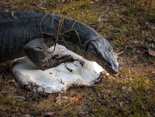 Huge monitor lizard eats stingray at MacRitchie Reservoir, onlooker ...