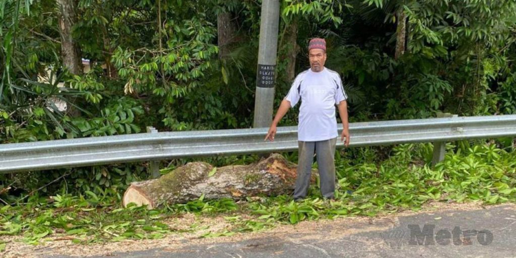 65-year-old motorcyclist killed after massive tree branch falls & hits ...