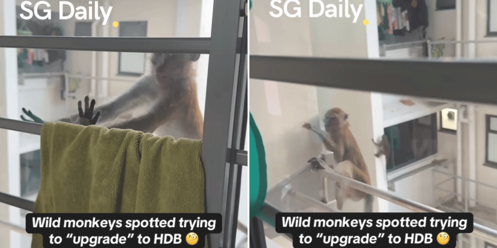 Wild monkeys filmed attempting to enter HDB flat via window & laundry area