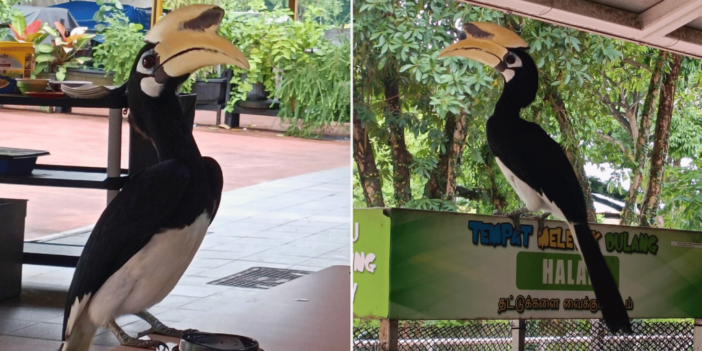 Hornbill lands on table beside diner at Changi Village Hawker Centre ...