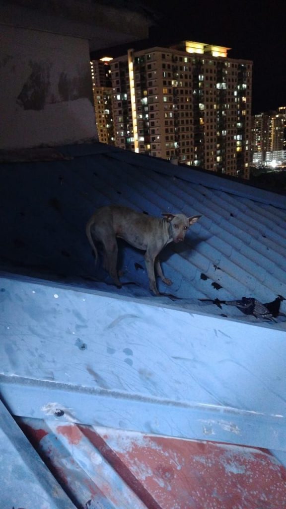 Dog stuck on 17th-floor roof in M’sia fails to be rescued due to safety ...
