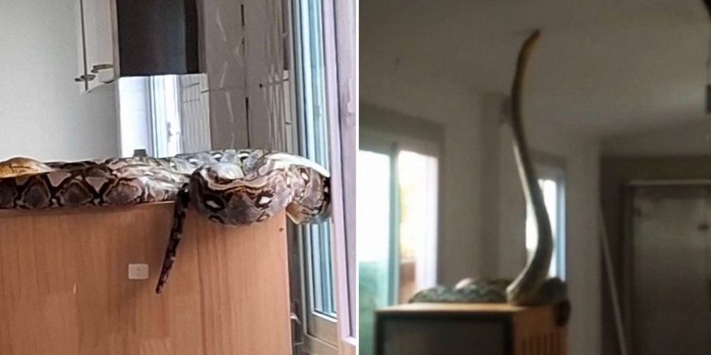 5m python breaks into room in Thailand housing 10 prized cats, felines ...