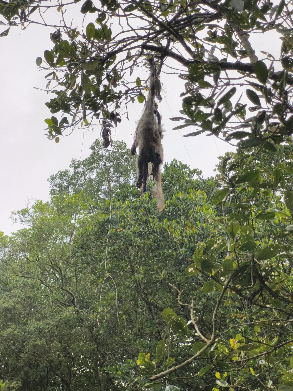 Dead monkey entangled in fishing net & suspended from tree at Pulau Ubin