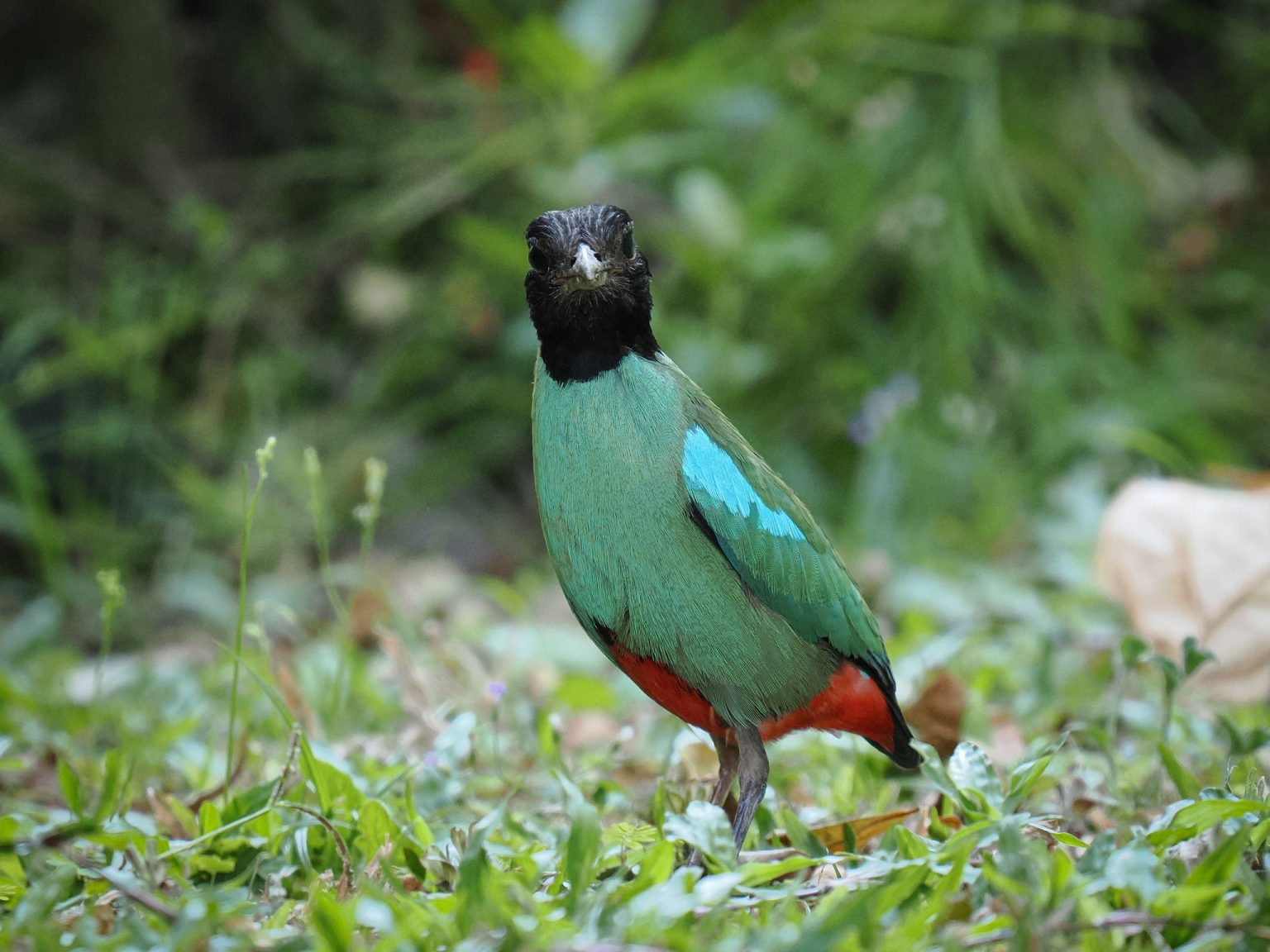 Wildlife photographers lie low at apartment gate in Simei to snap ...