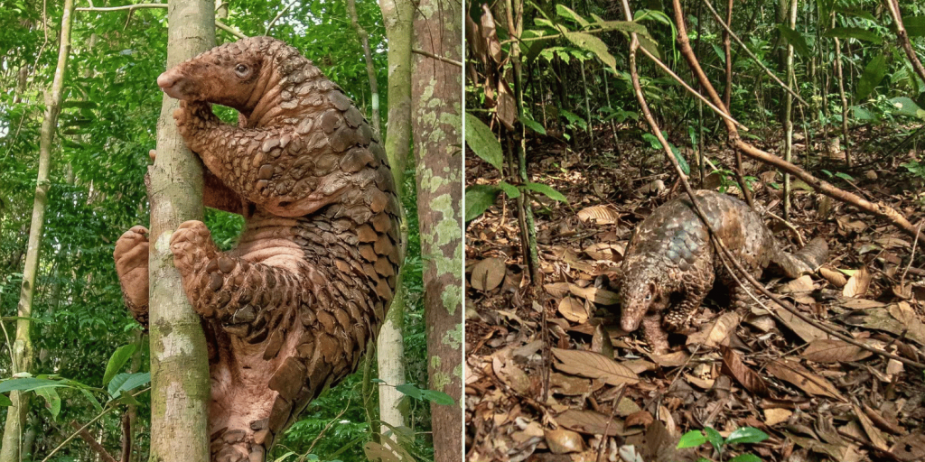 Sunda pangolin photographed climbing tree in Central Catchment Area ...