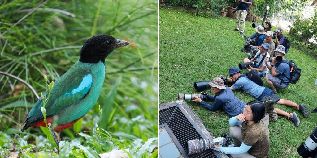 Wildlife photographers lie low at apartment gate in Simei to snap ...