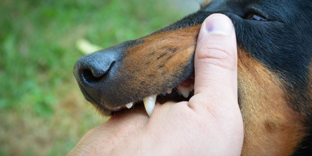 Rabies outbreak reported in Bangkok, 6 districts declared epidemic zones