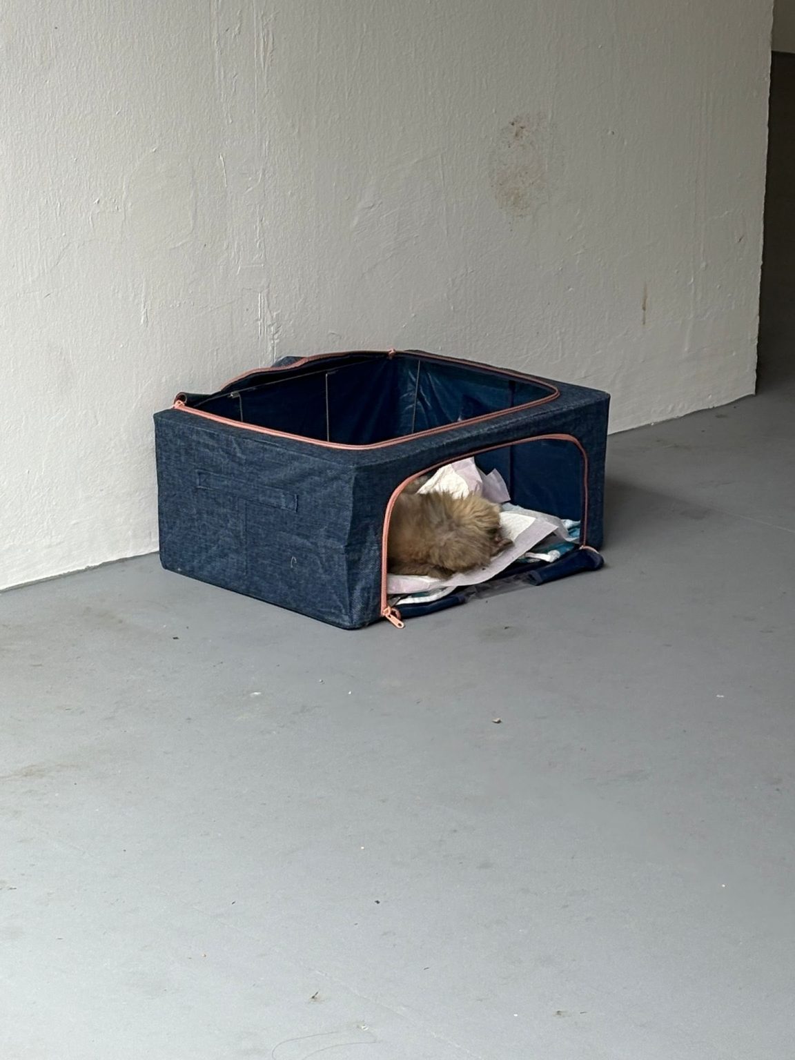 Bukit Batok resident throws makeshift cat houses away over cleanliness ...
