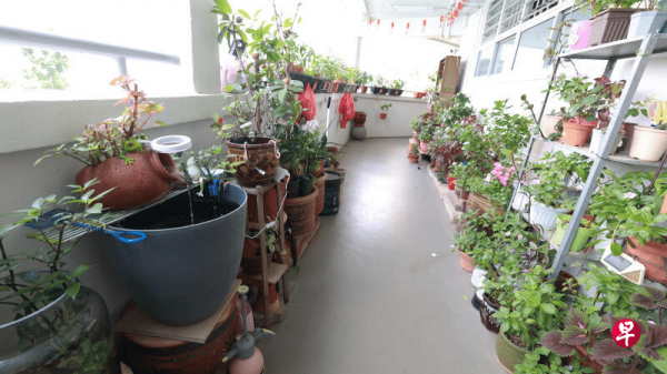 AMK resident turns HDB corridor into 'garden' with potted plants & fish ...