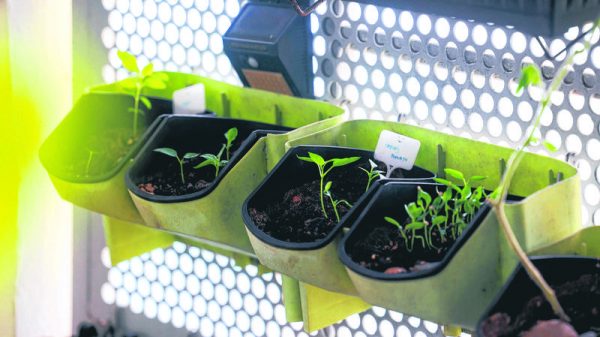 AMK resident turns HDB corridor into 'garden' with potted plants & fish ...