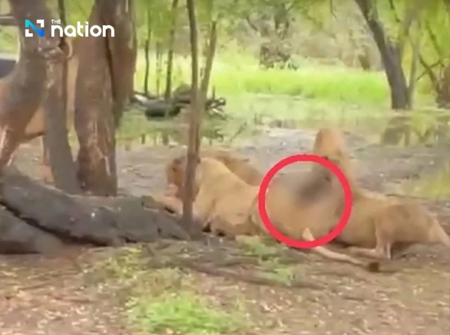 'Nobody knew what to do': Lions maul zookeeper to death at zoo in Bangkok