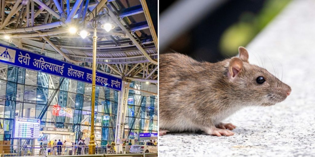 Rat crawls inside man's trousers & bites him at airport in India, staff ...