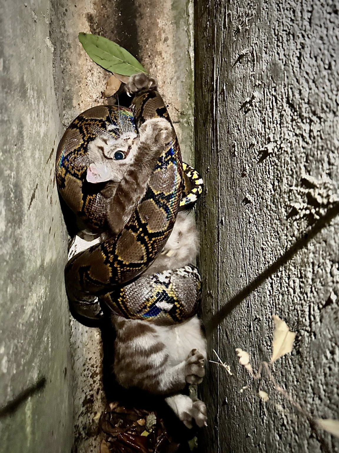 Man sees python coiled around community cat in S'pore, shakes feline ...