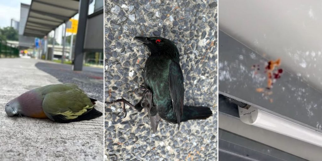 Birds collide into clear panels at bus stop along Dairy Farm Road, at ...
