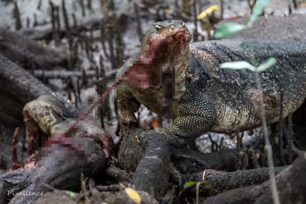 Monitor lizard eats one of its own kind in Sungei Buloh, prey likely ...